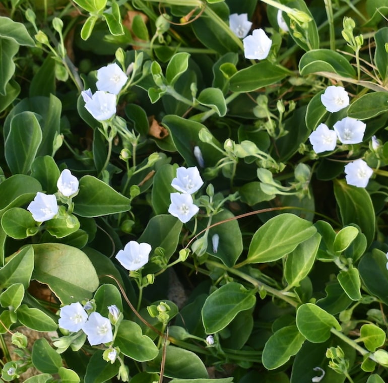 Native Plants at the Freeman Seabird Preserve - Freeman Seabird Preserve